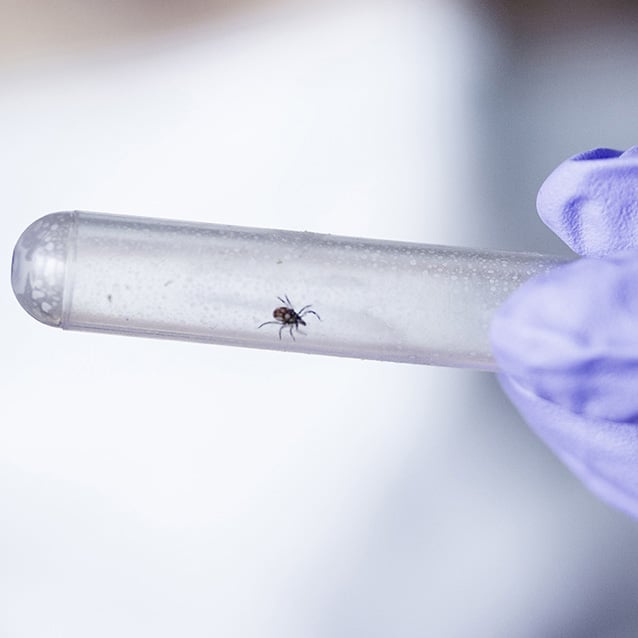 Pyramid Lyme Disease Test Kit Insect Repellent | Absolute-Snow