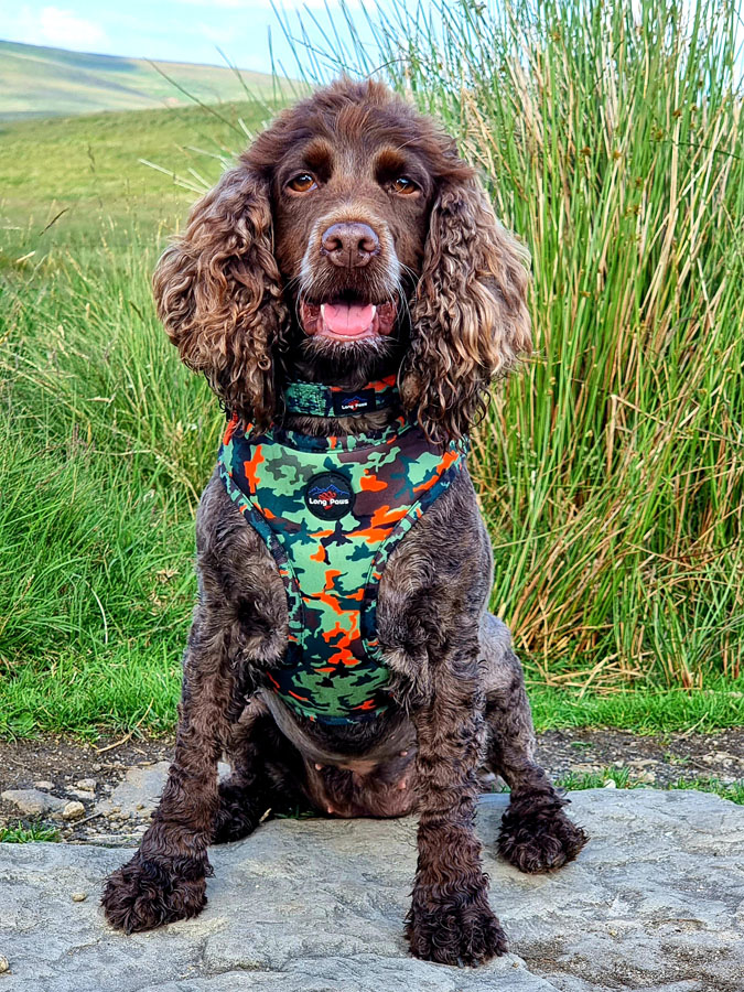 Long Paws Trekker Harness Earth-Friendly Dog Walking